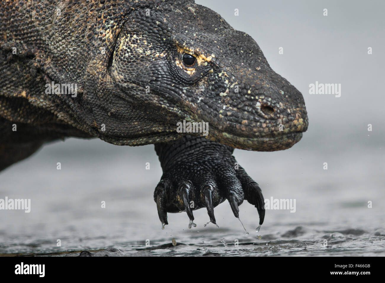 Komodo dragon foot Stockfotos und -bilder Kaufen - Alamy
