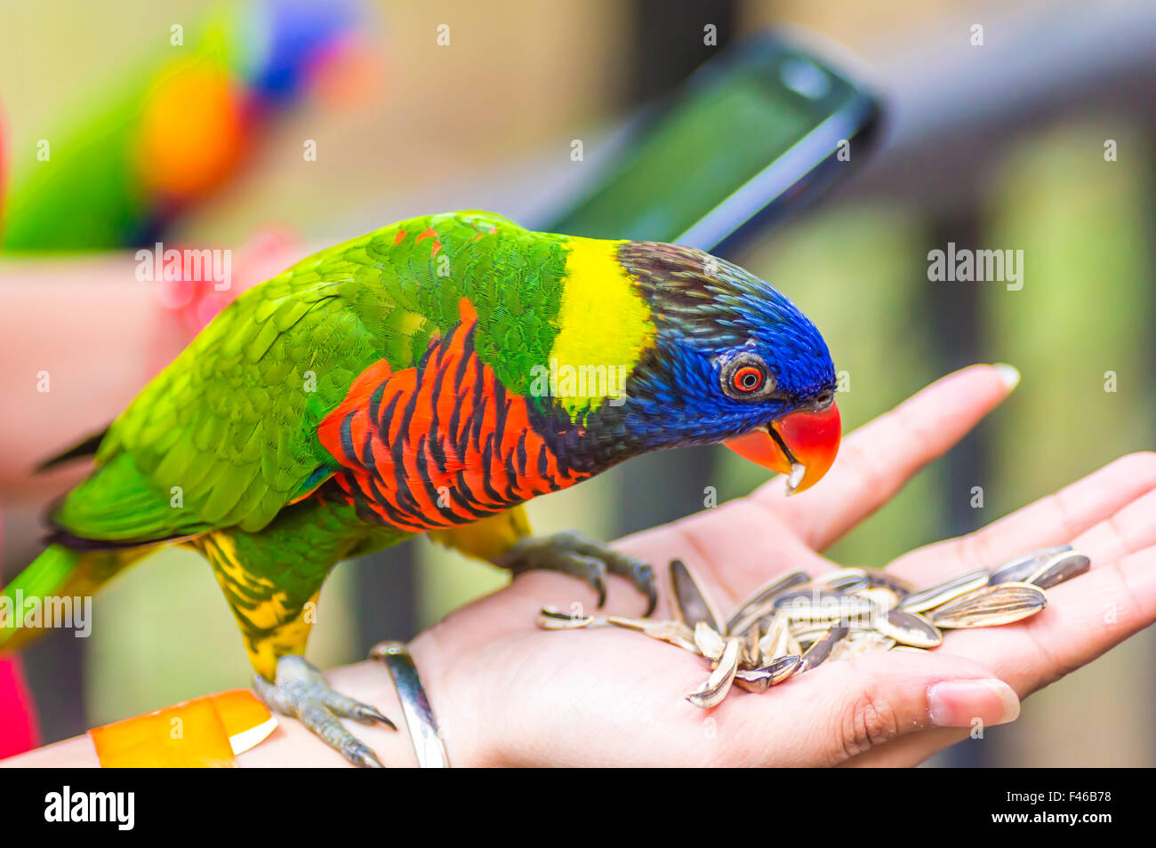 Parrot species -Fotos und -Bildmaterial in hoher Auflösung – Alamy