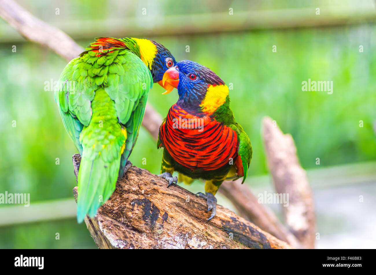 Regenbogen Lorikeet Papagei - eine sehr bunte Papageienarten ...