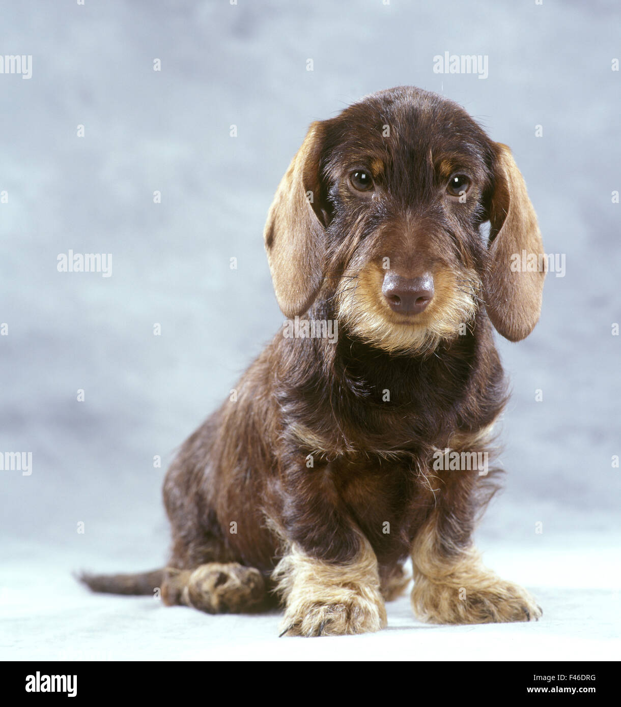 Dackel drahthaar standard -Fotos und -Bildmaterial in hoher Auflösung ...