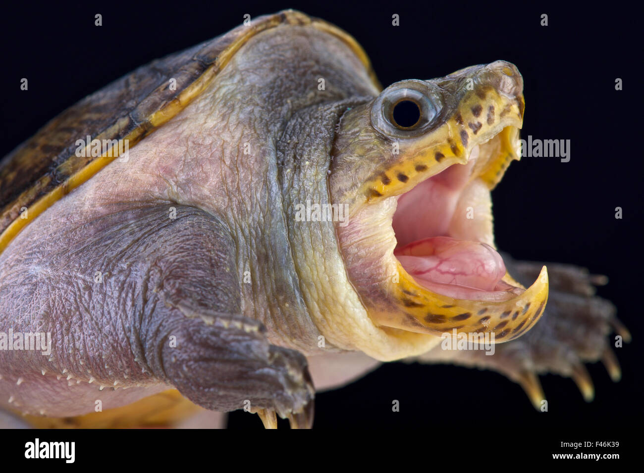 Claudius angustatus -Fotos und -Bildmaterial in hoher Auflösung – Alamy