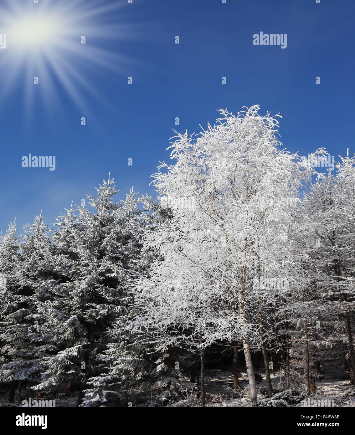 Verschneiter wald dezember -Fotos und -Bildmaterial in hoher Auflösung – Alamy