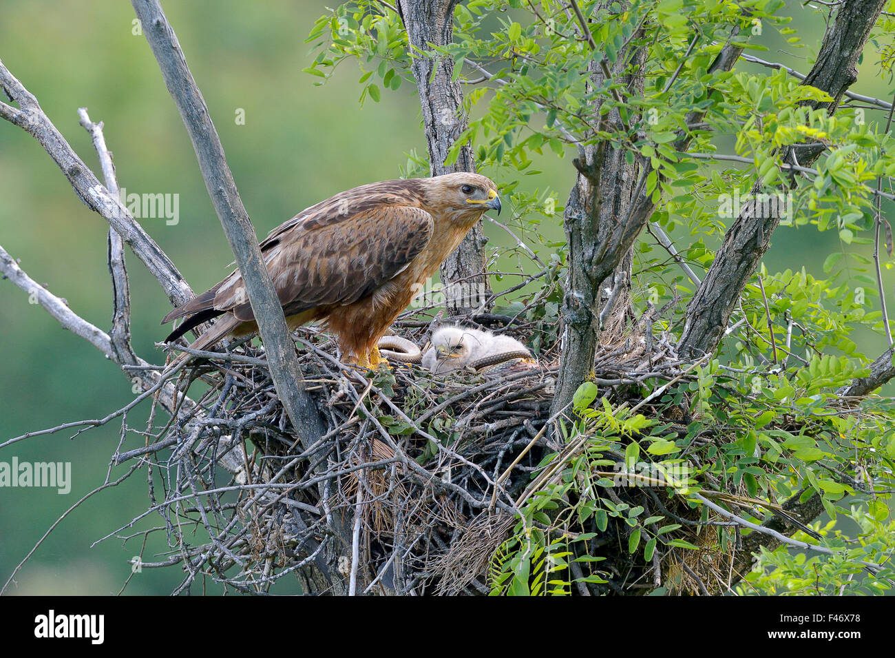 Langbeinige Bussard (Buteo Rufinus), weibliche und junge im Nest mit ...