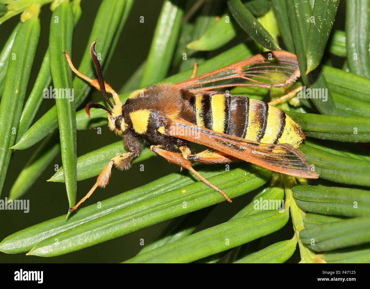 Europäische Hornet Moth oder Hornet Clearwing (Sesia Apiformis), eine ...