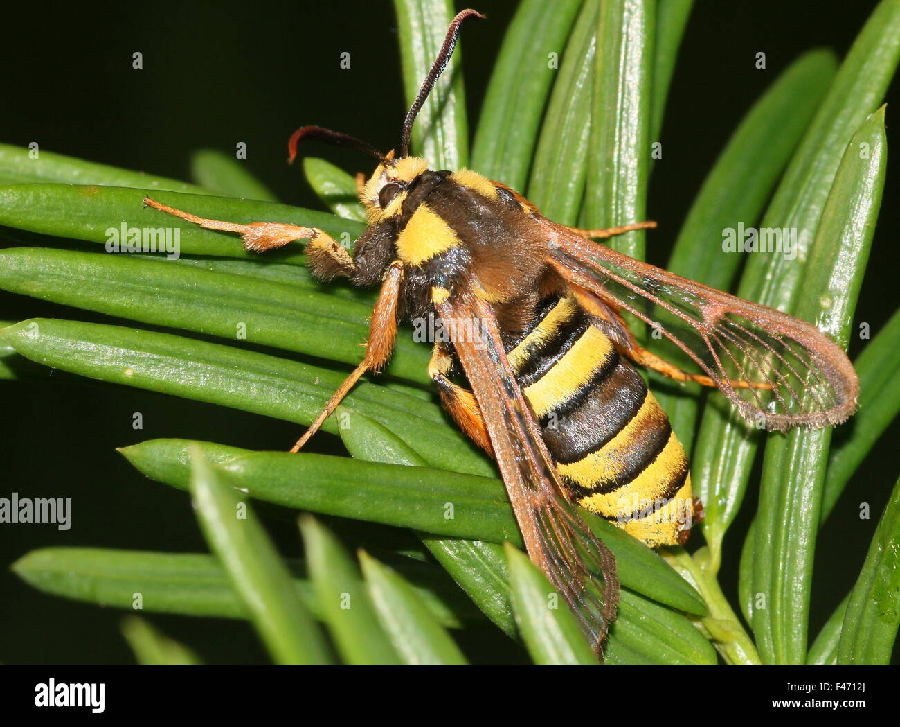 Insekt, das wie eine biene aussieht -Fotos und -Bildmaterial in hoher ...