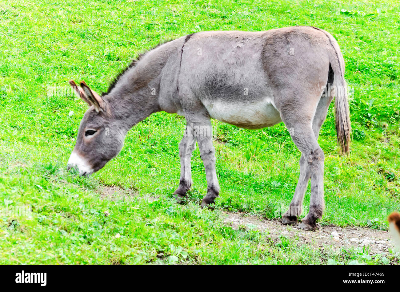 Esel mit offenem mund -Fotos und -Bildmaterial in hoher Auflösung – Alamy Esel mit offenem mund -Fotos und -Bildmaterial in hoher Auflösung – Alamy