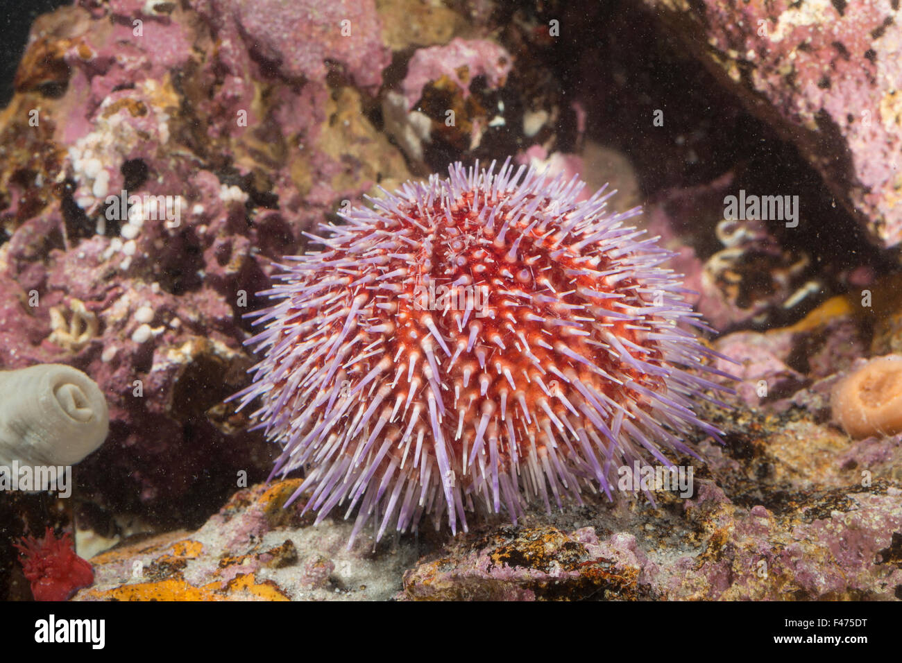 Gemeinsame igel -Fotos und -Bildmaterial in hoher Auflösung – Alamy
