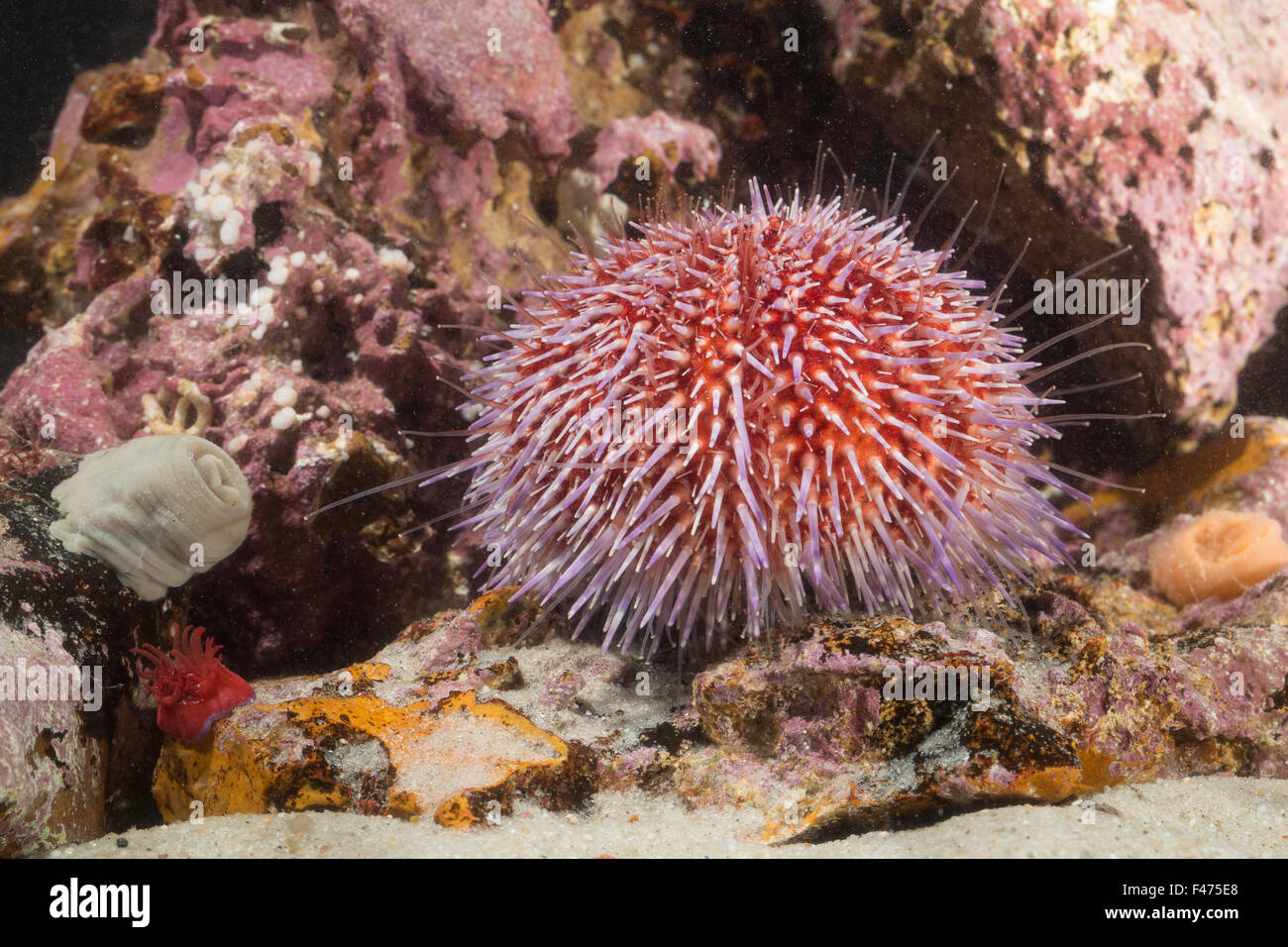 Gemeinsame igel -Fotos und -Bildmaterial in hoher Auflösung – Alamy