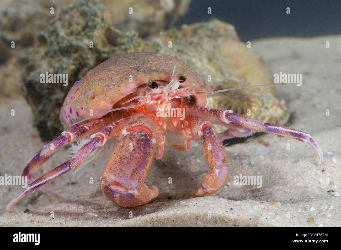 Anemonen Einsiedlerkrebs, Seeanemone, ist-Einsiedlerkrebs ...