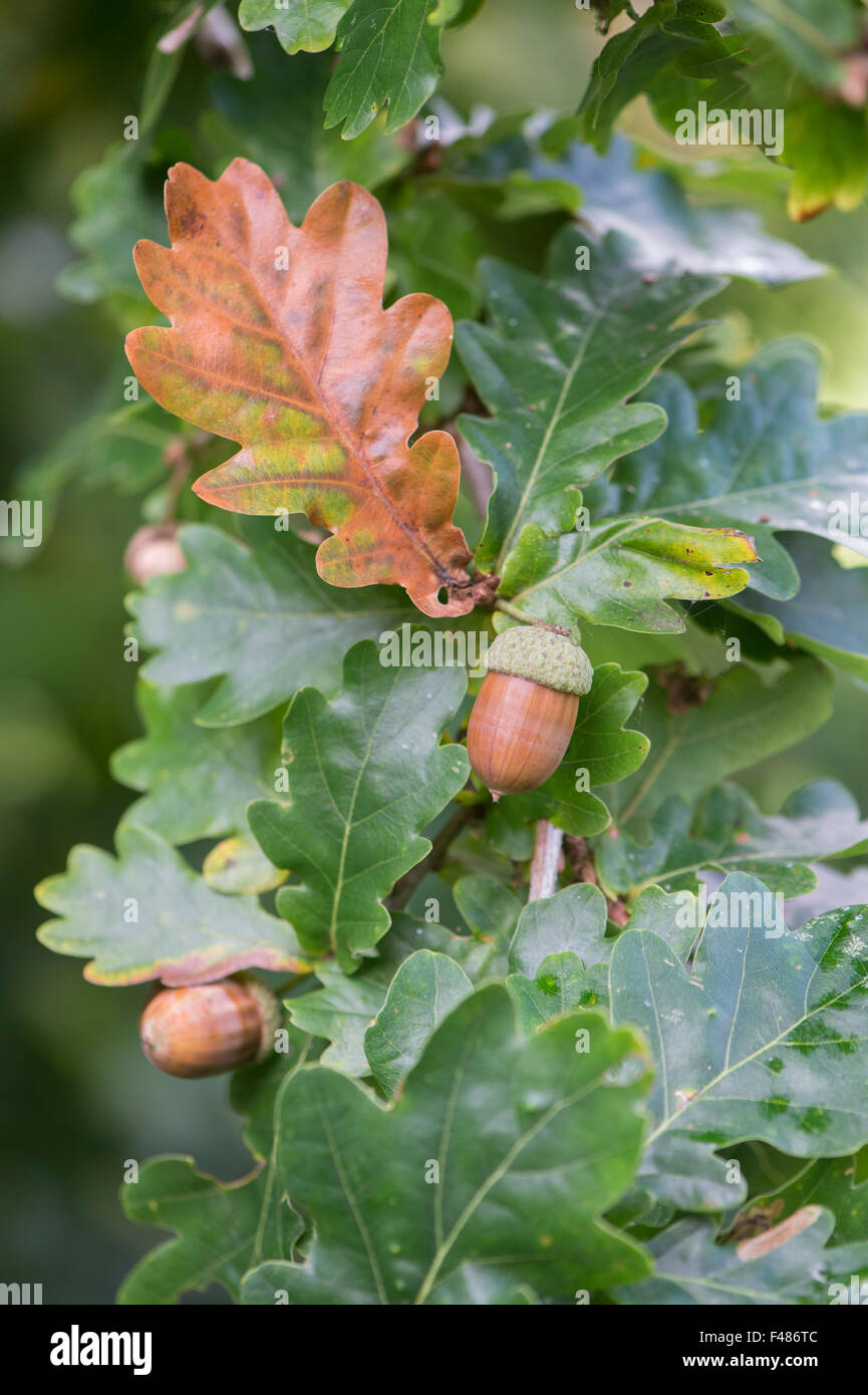 Quercus Robur. Englischer Eiche Eicheln auf dem Baum im Herbst ...