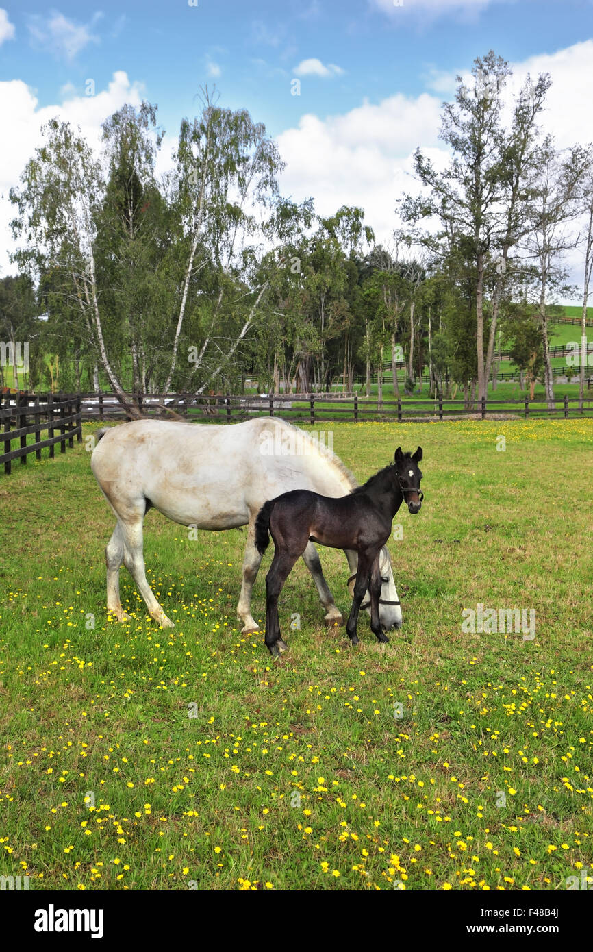 Charmantes pferd -Fotos und -Bildmaterial in hoher Auflösung – Alamy