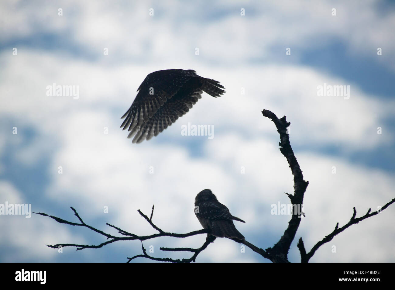 Zwei Eulen Stockfotos und -bilder Kaufen - Alamy
