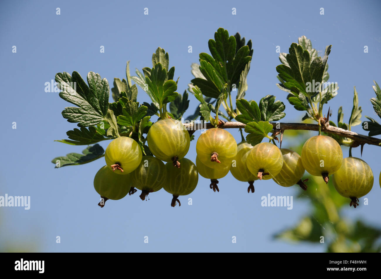 Stachelbeere Invicta Stockfotos und -bilder Kaufen - Alamy