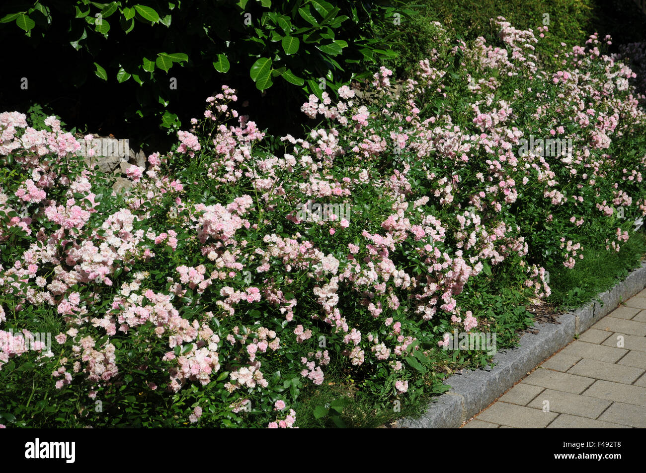 Stilvolle Bodendecker Fur Rosen Fotos