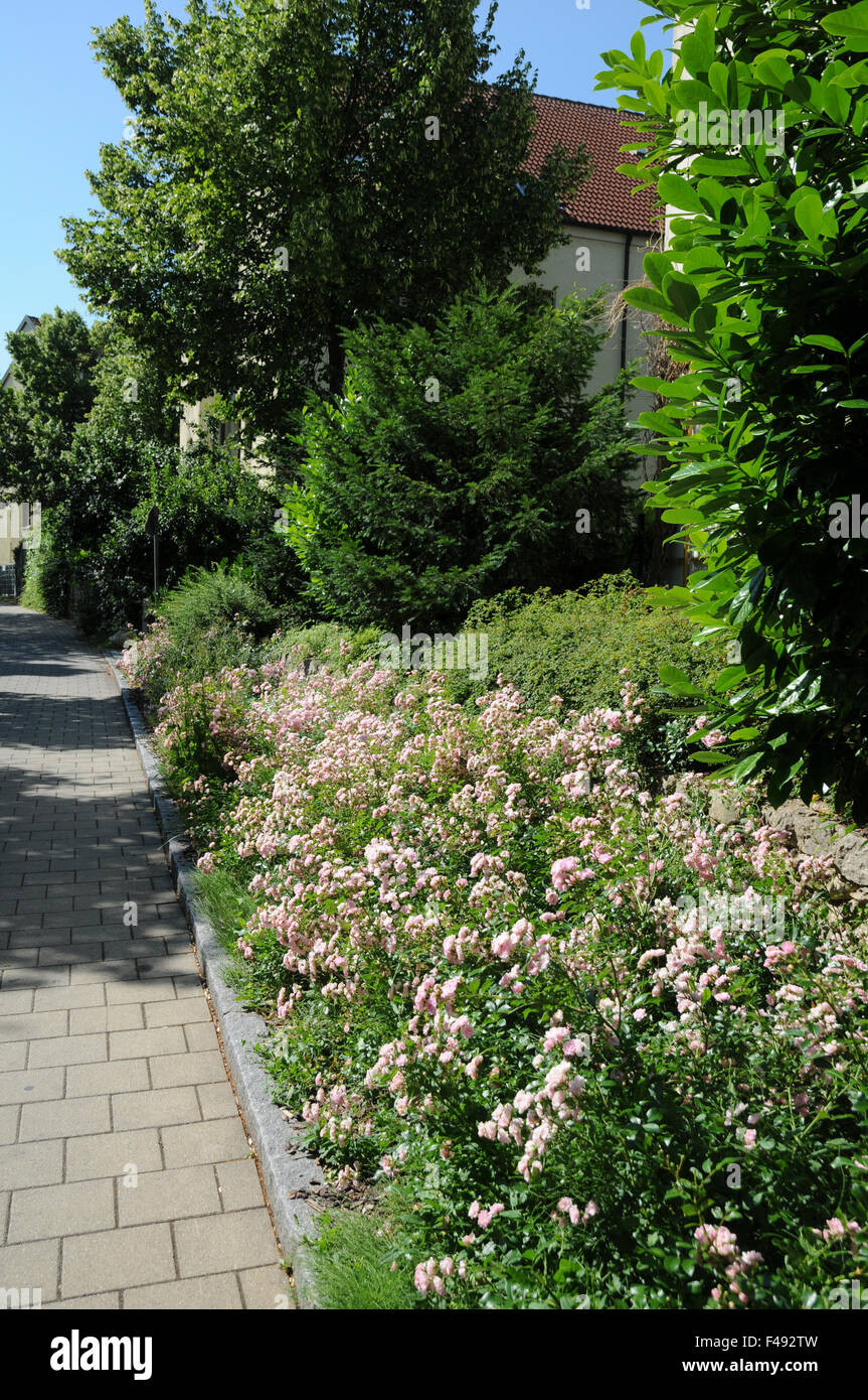 Rosen bodendecker -Fotos und -Bildmaterial in hoher Auflösung – Alamy