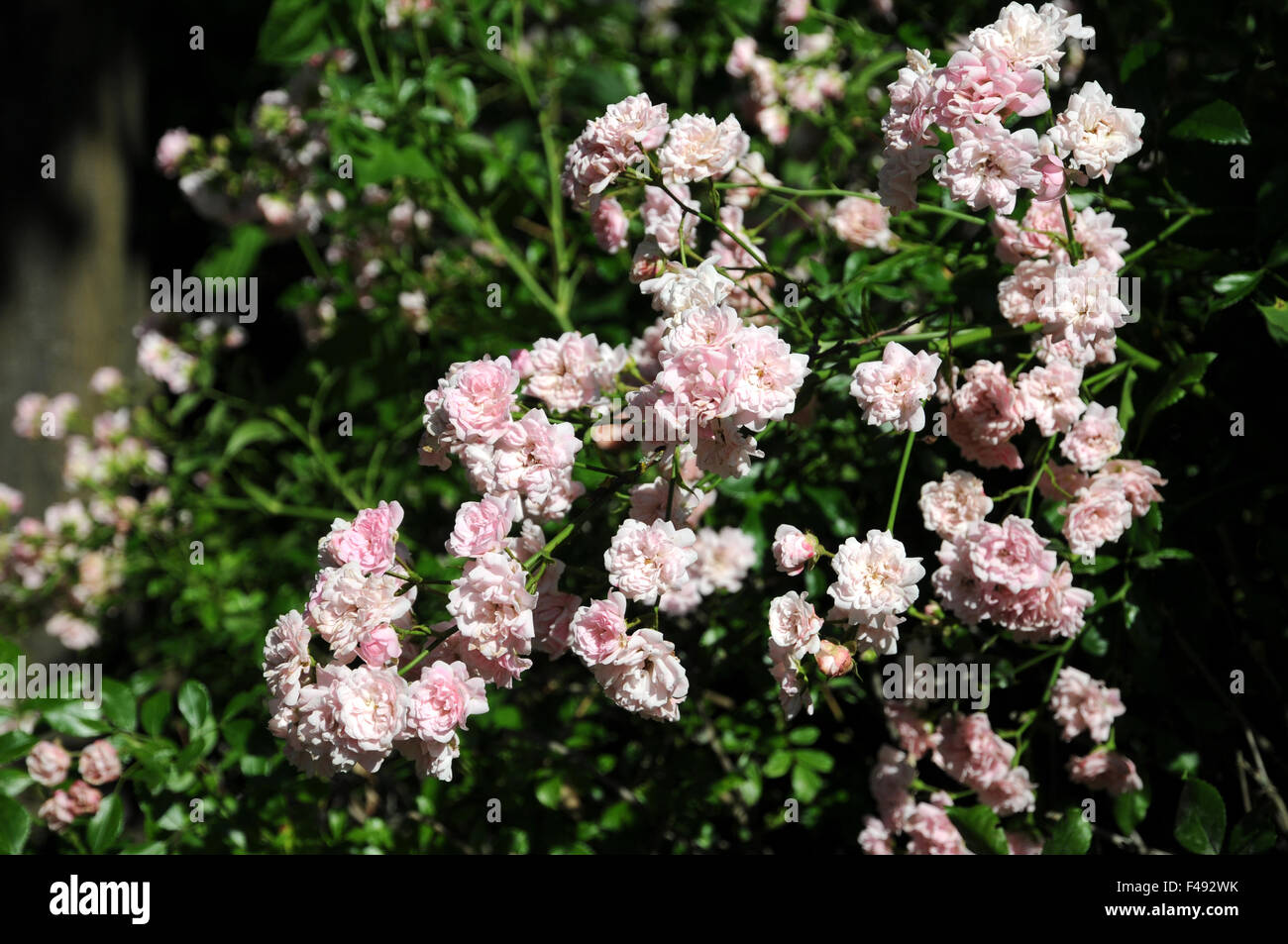 Bodendecker rosen -Fotos und -Bildmaterial in hoher Auflösung – Alamy