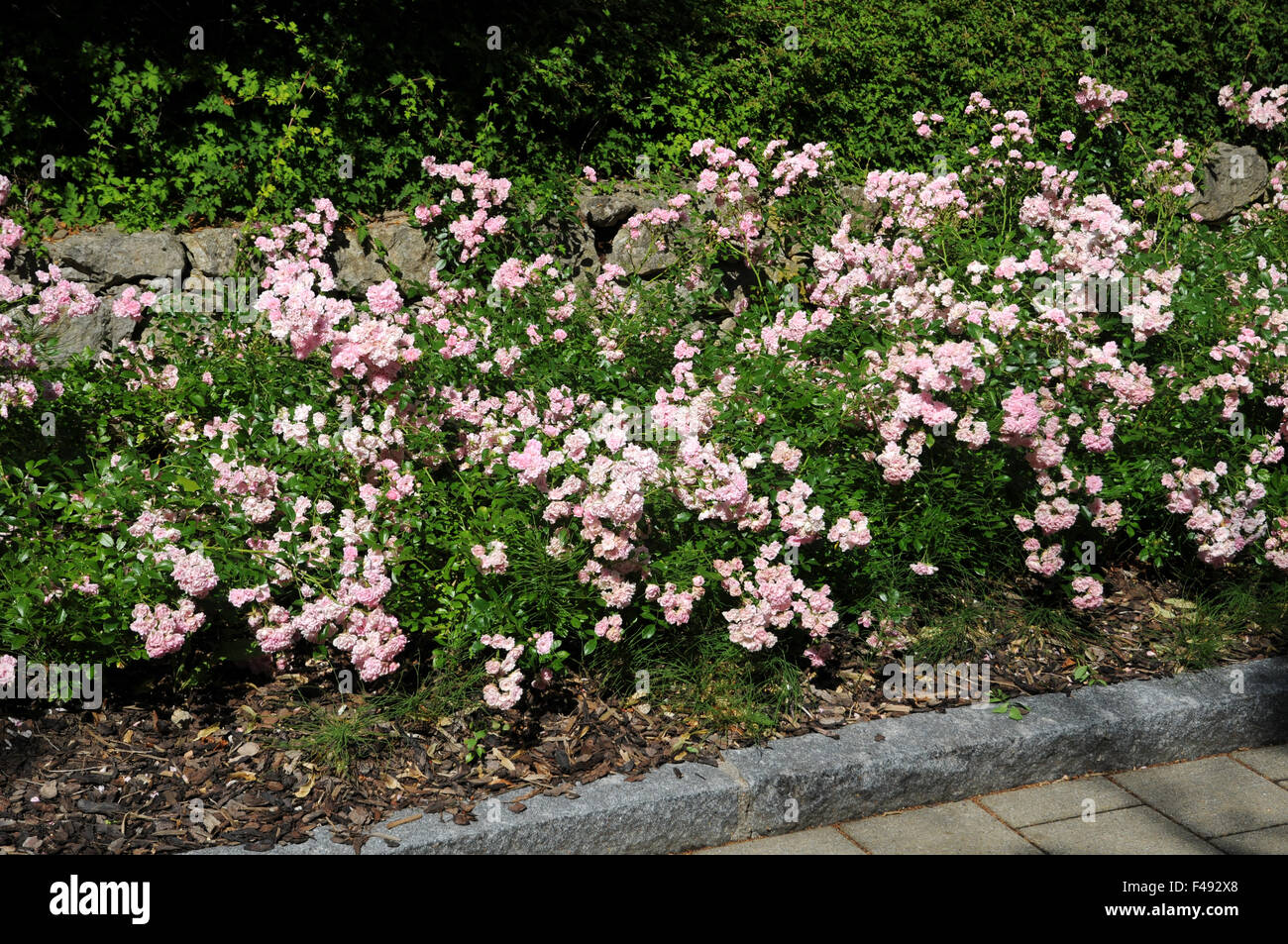 Bodendecker rosen -Fotos und -Bildmaterial in hoher Auflösung – Alamy