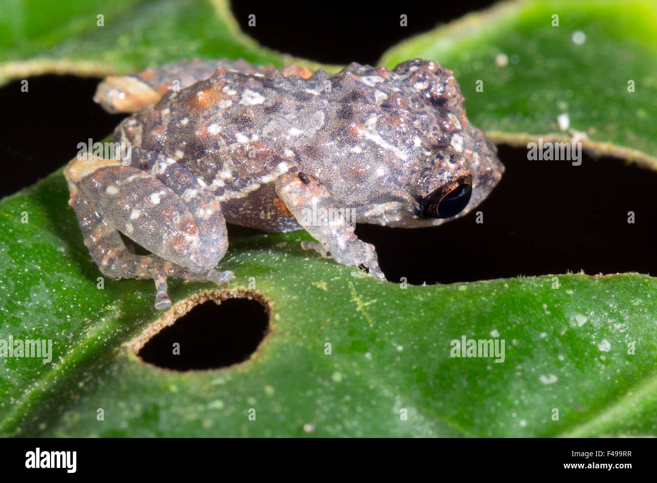 Laubfrosch amazonas regenwald -Fotos und -Bildmaterial in hoher ...