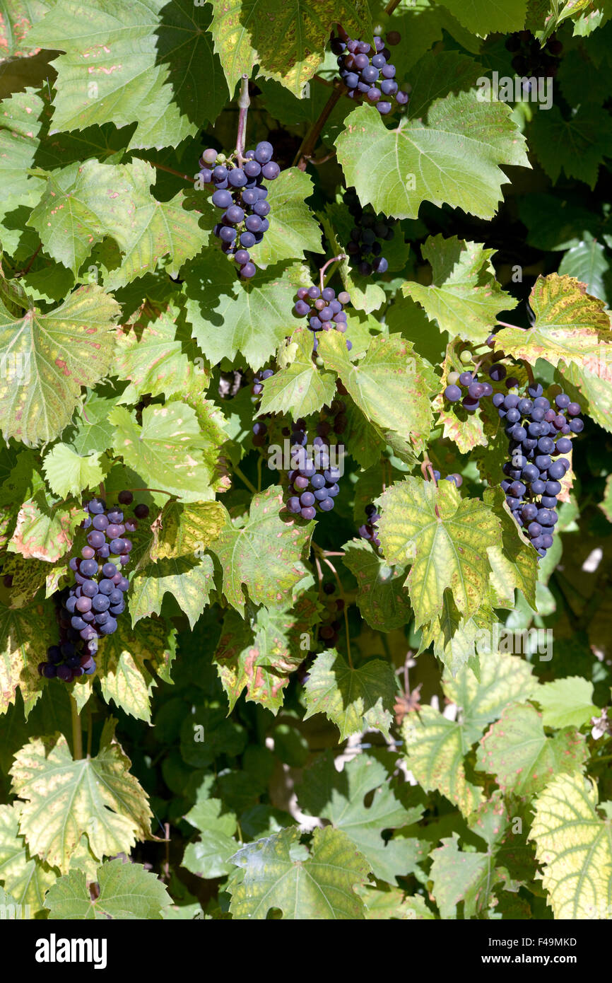 Grape vitis vinifera black fruit -Fotos und -Bildmaterial in hoher ...