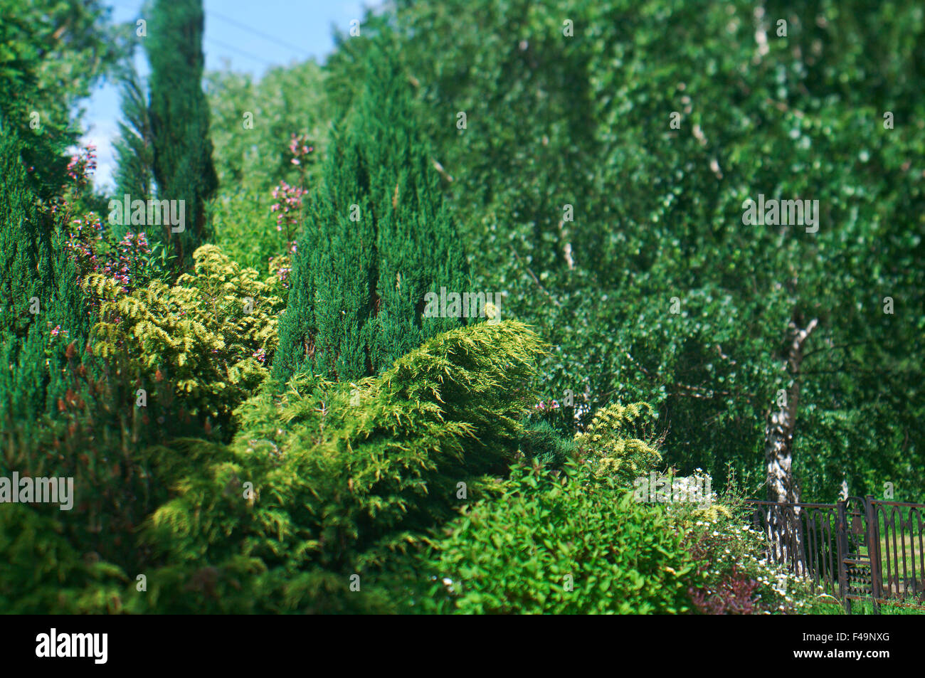 Hübsche büsche -Fotos und -Bildmaterial in hoher Auflösung – Alamy