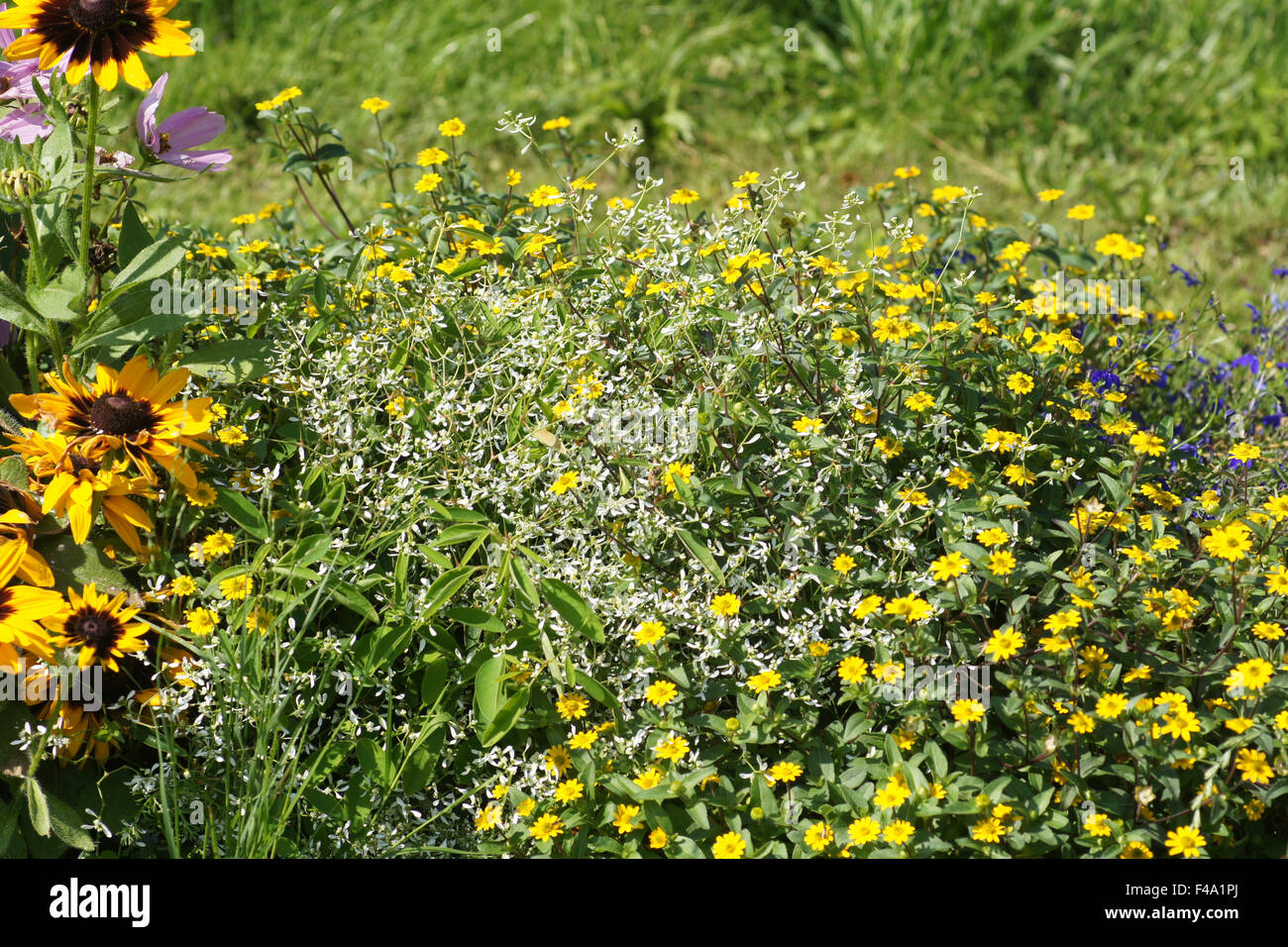 Diamant frost -Fotos und -Bildmaterial in hoher Auflösung – Alamy
