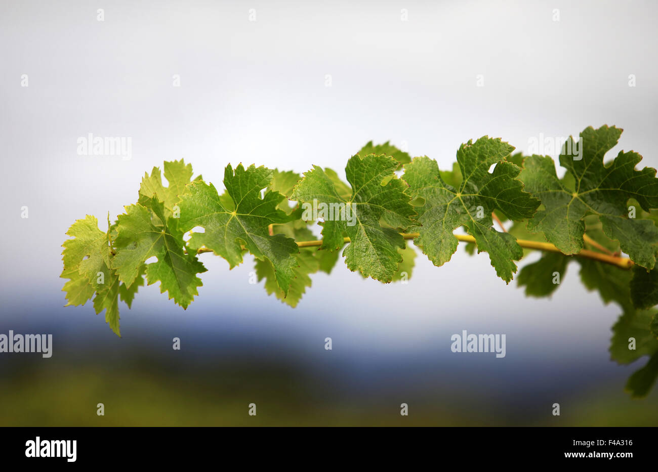 Frankovka -Fotos und -Bildmaterial in hoher Auflösung – Alamy
