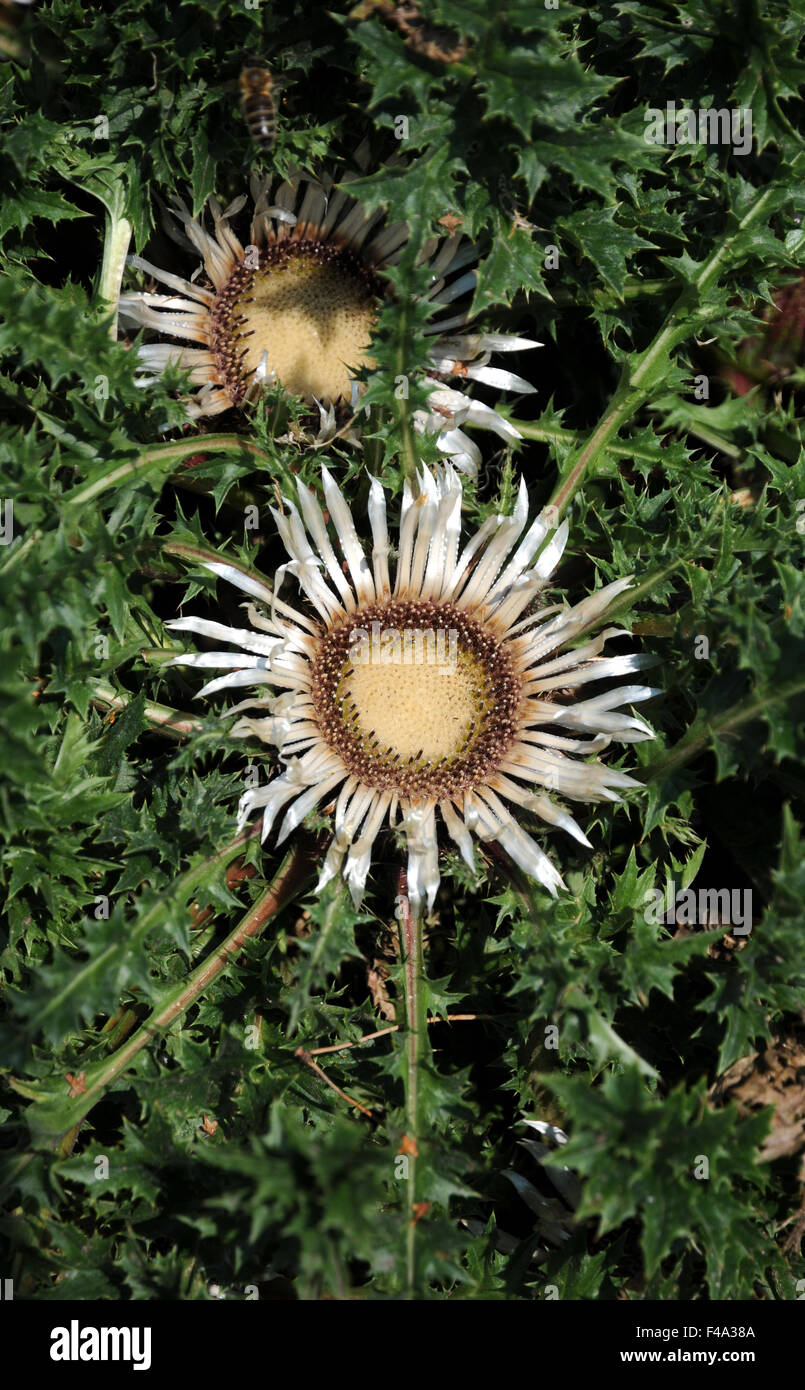 Silberdistel carlina acaulis stammlose carline distel zwerg -Fotos und ...