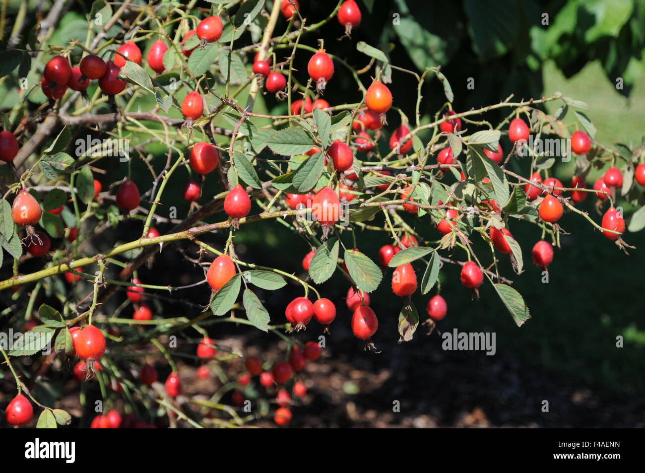 Die applerose -Fotos und -Bildmaterial in hoher Auflösung – Alamy