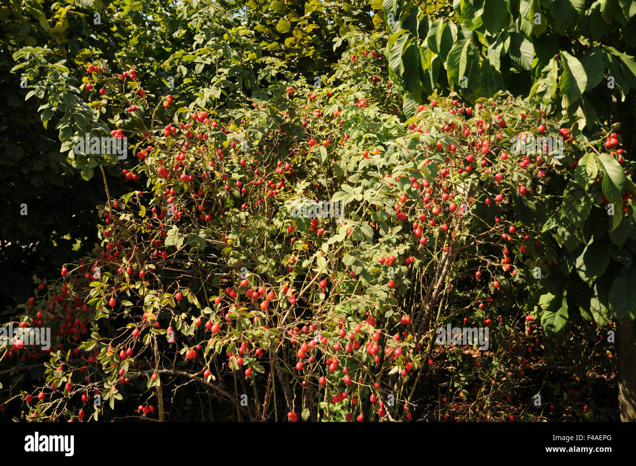 Die Applerose Stockfotos und -bilder Kaufen - Alamy