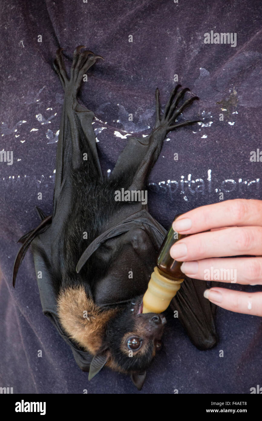 Fledermaus Mit Baby Stockfotos und -bilder Kaufen - Alamy