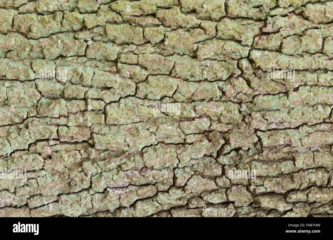 Nahaufnahme baumrinde -Fotos und -Bildmaterial in hoher Auflösung – Alamy