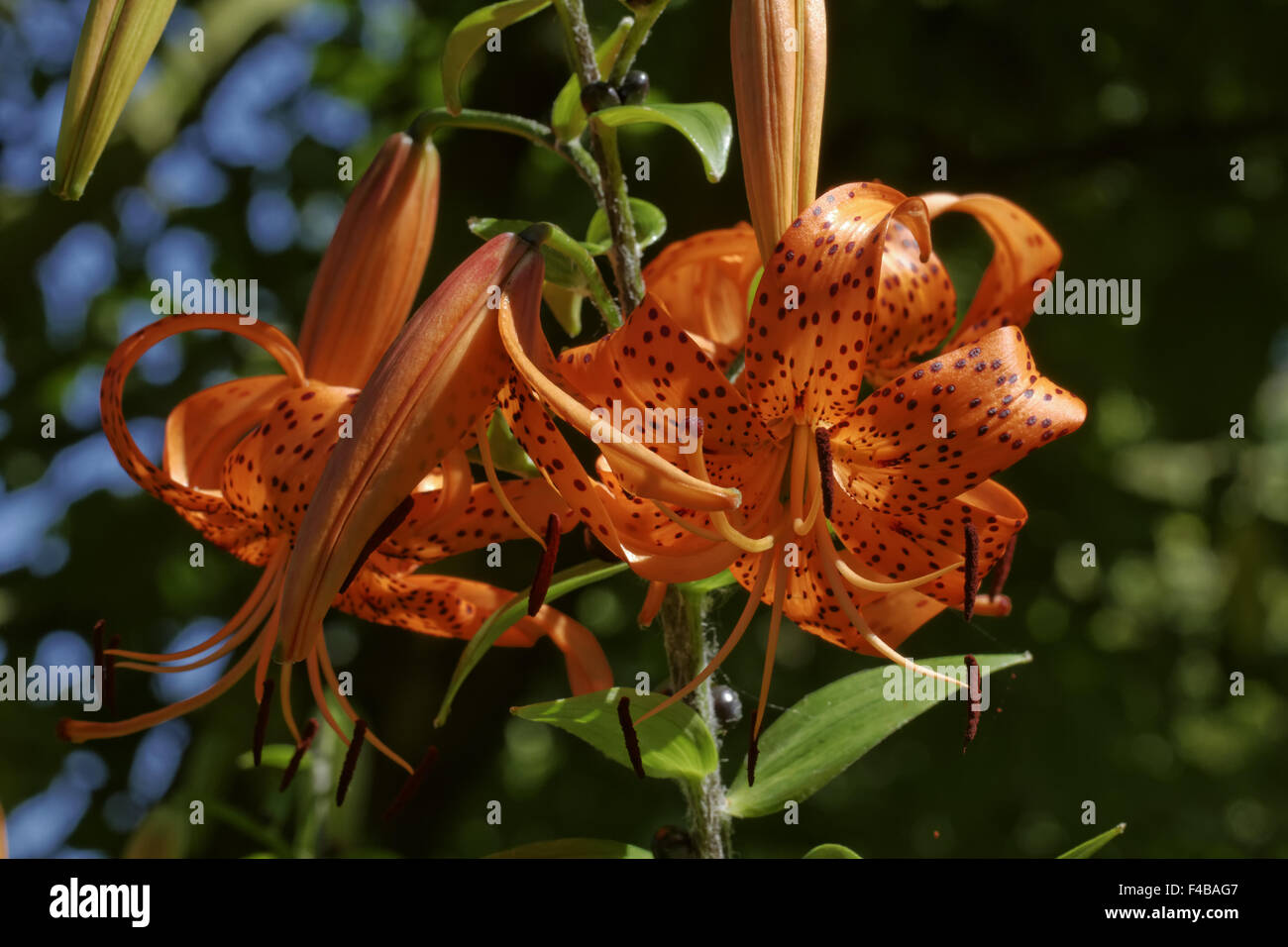 Lilie lilium hybrid -Fotos und -Bildmaterial in hoher Auflösung – Alamy