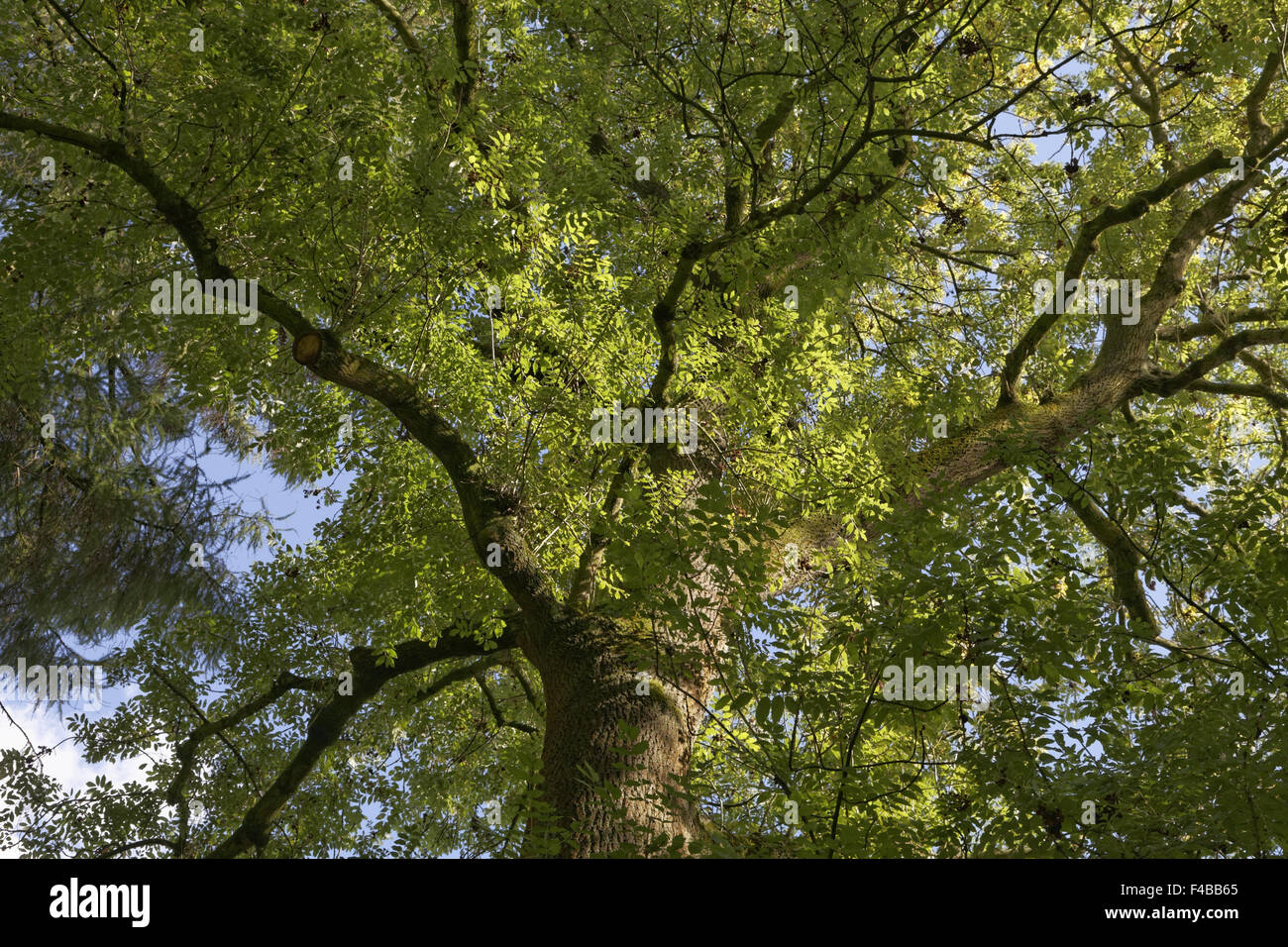 Gemeine esche -Fotos und -Bildmaterial in hoher Auflösung – Alamy