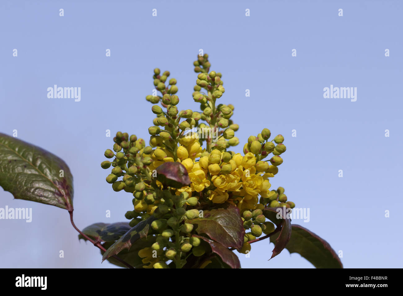 Mahonie aquifolium -Fotos und -Bildmaterial in hoher Auflösung – Alamy