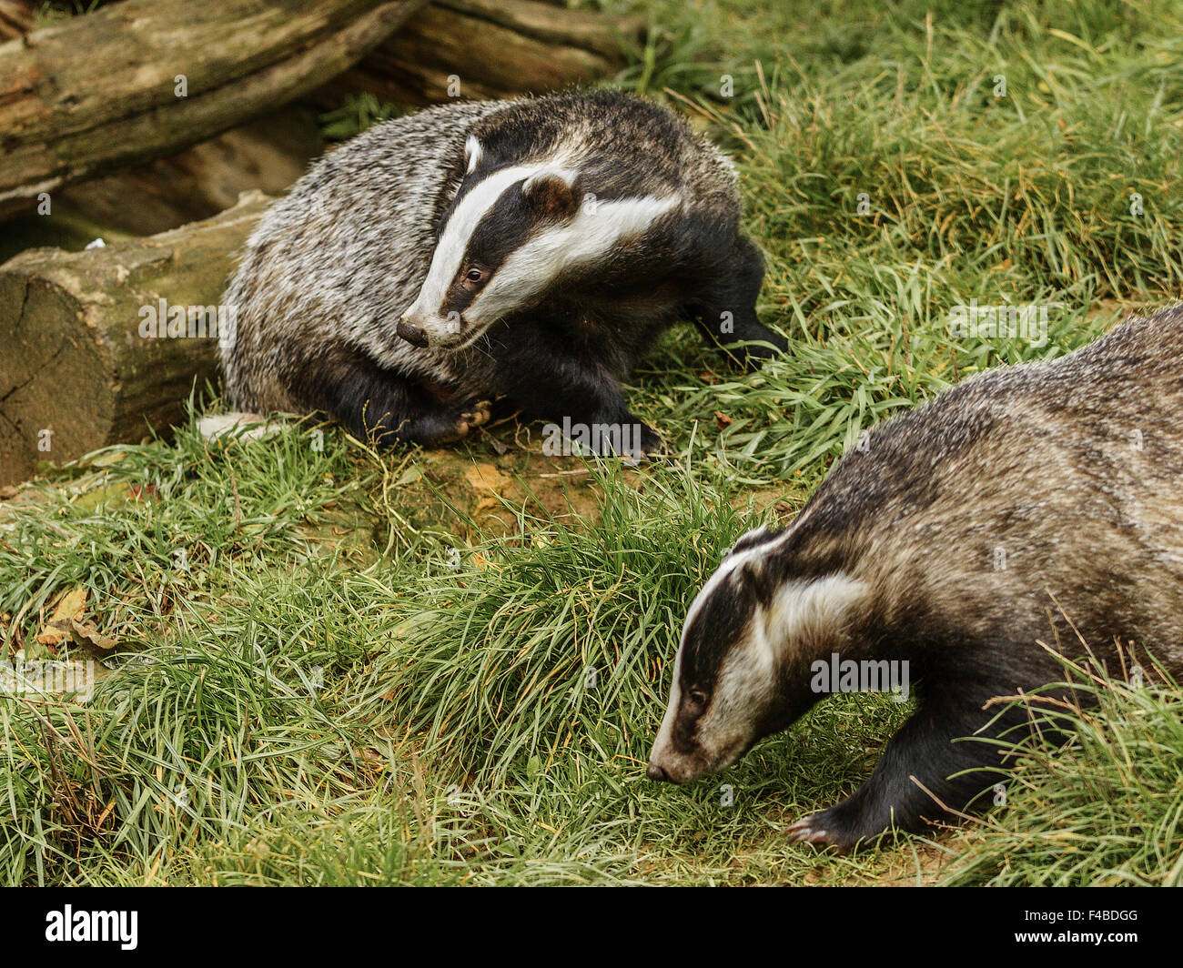Uk meles meles -Fotos und -Bildmaterial in hoher Auflösung – Alamy