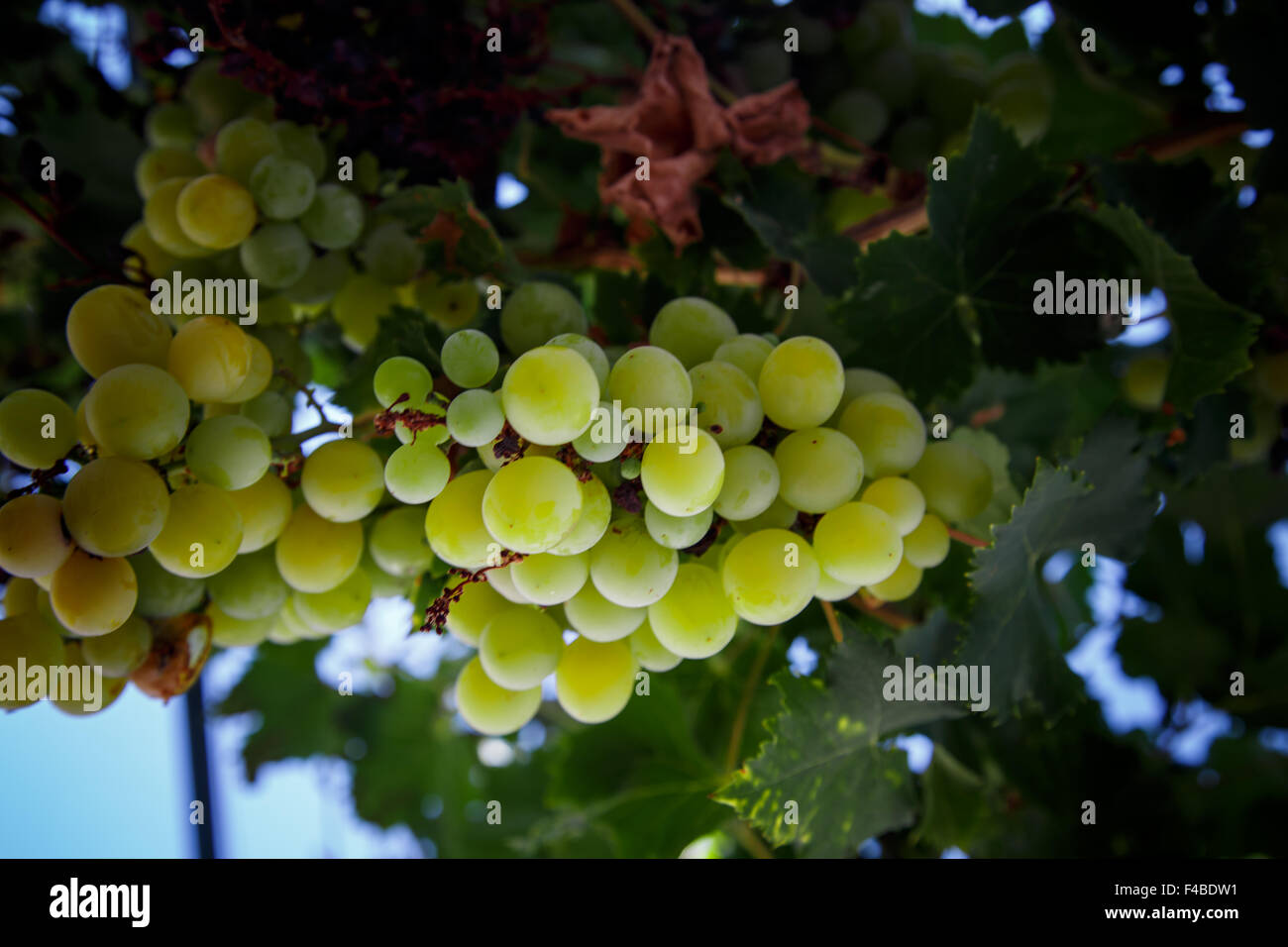 Grapes Vine Wild Stockfotos & Grapes Vine Wild Bilder - Alamy