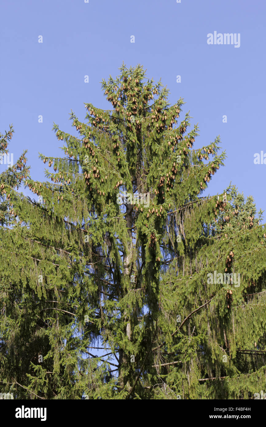 Gewöhnliche fichte picea abies -Fotos und -Bildmaterial in hoher ...