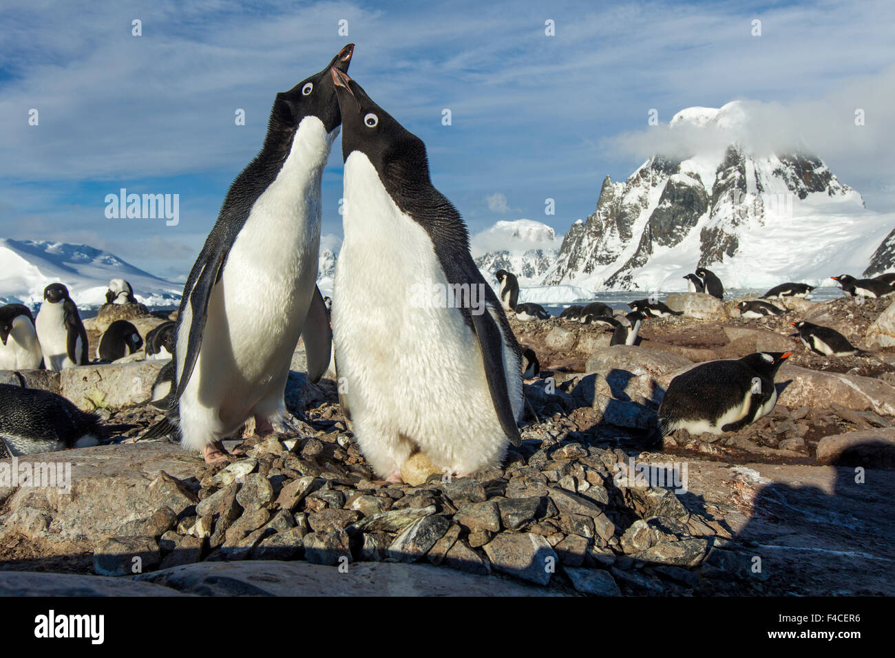 Tanzende pinguine -Fotos und -Bildmaterial in hoher Auflösung – Alamy