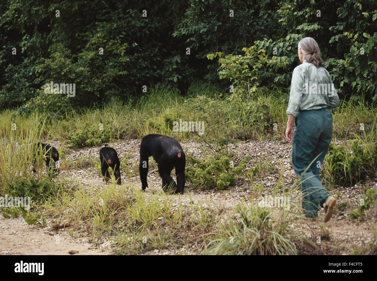 Gombe national park jane goodall -Fotos und -Bildmaterial in hoher ...