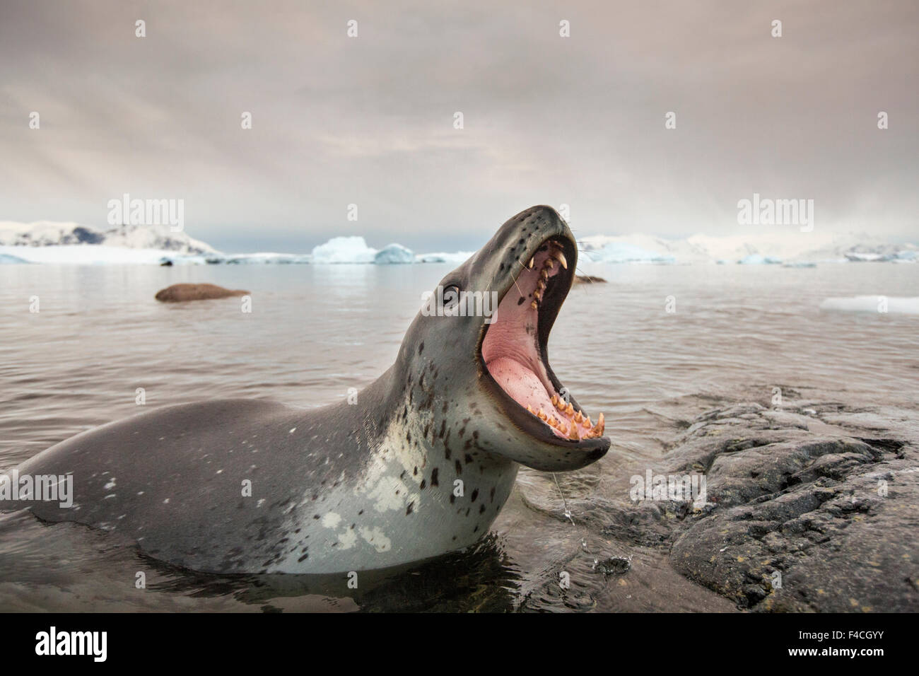 Leopard seal hunting -Fotos und -Bildmaterial in hoher Auflösung – Alamy