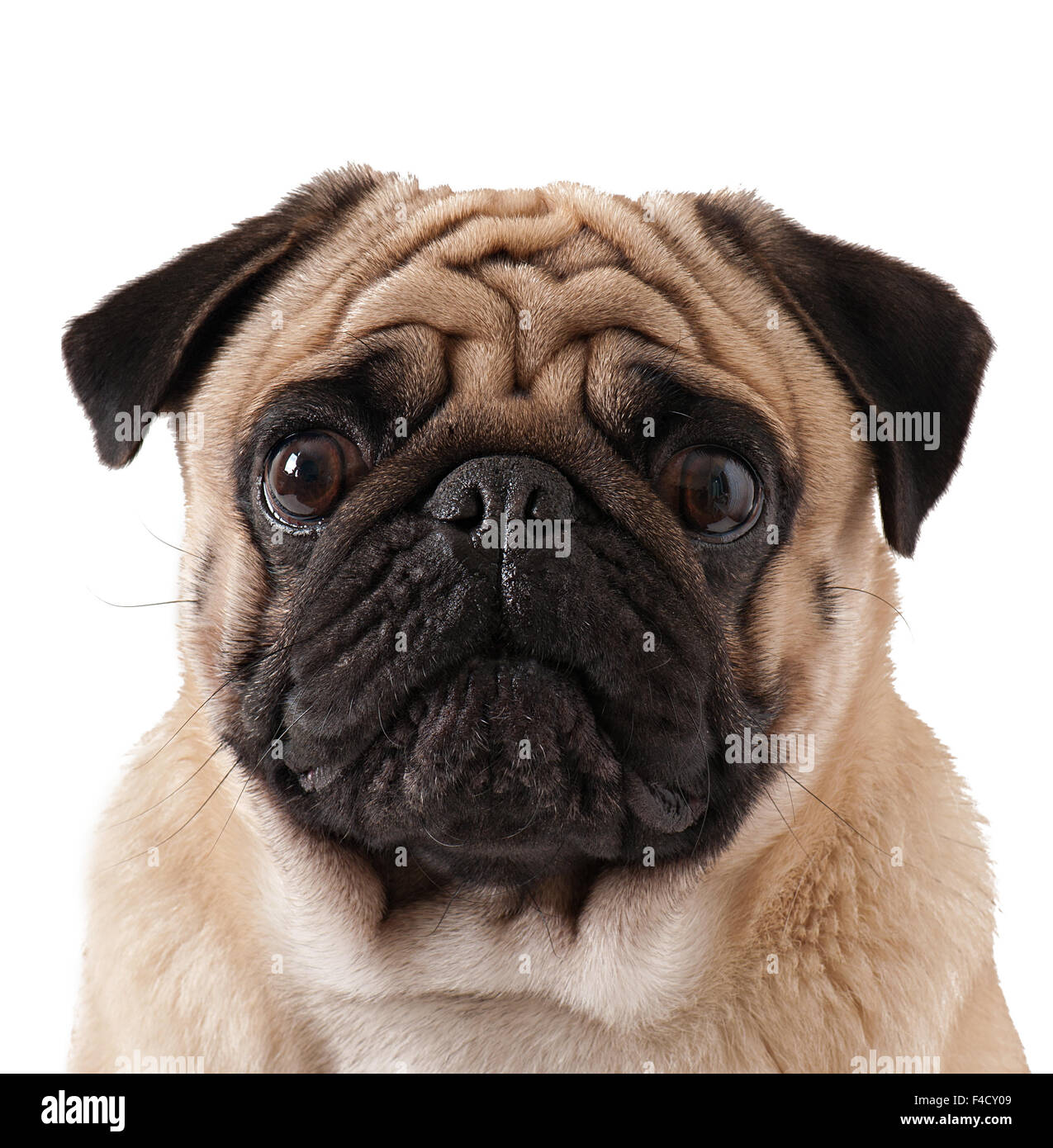Mops hund -Fotos und -Bildmaterial in hoher Auflösung – Alamy