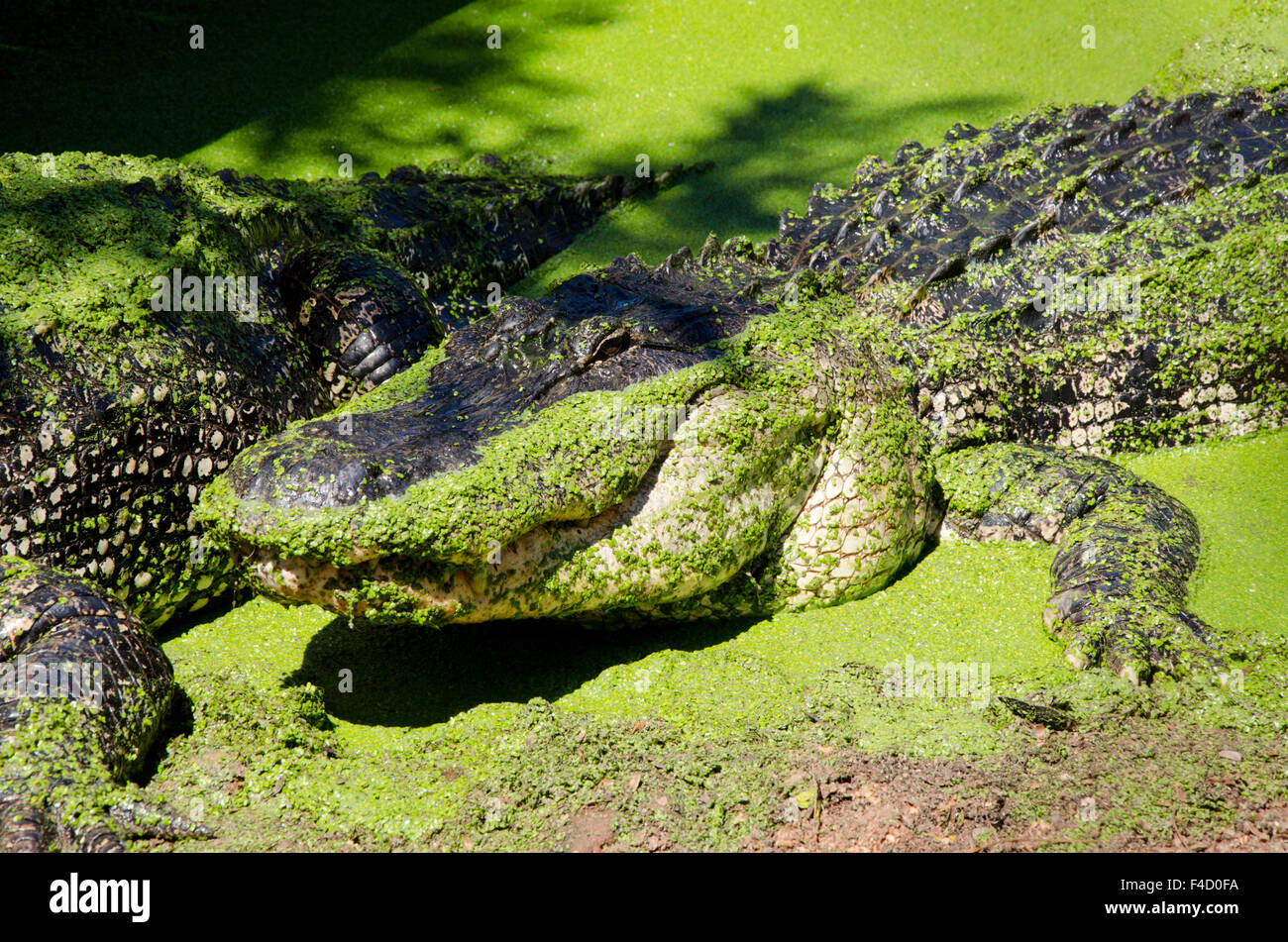 Malcolm Douglas Krokodil Park Stockfotos und -bilder Kaufen - Alamy