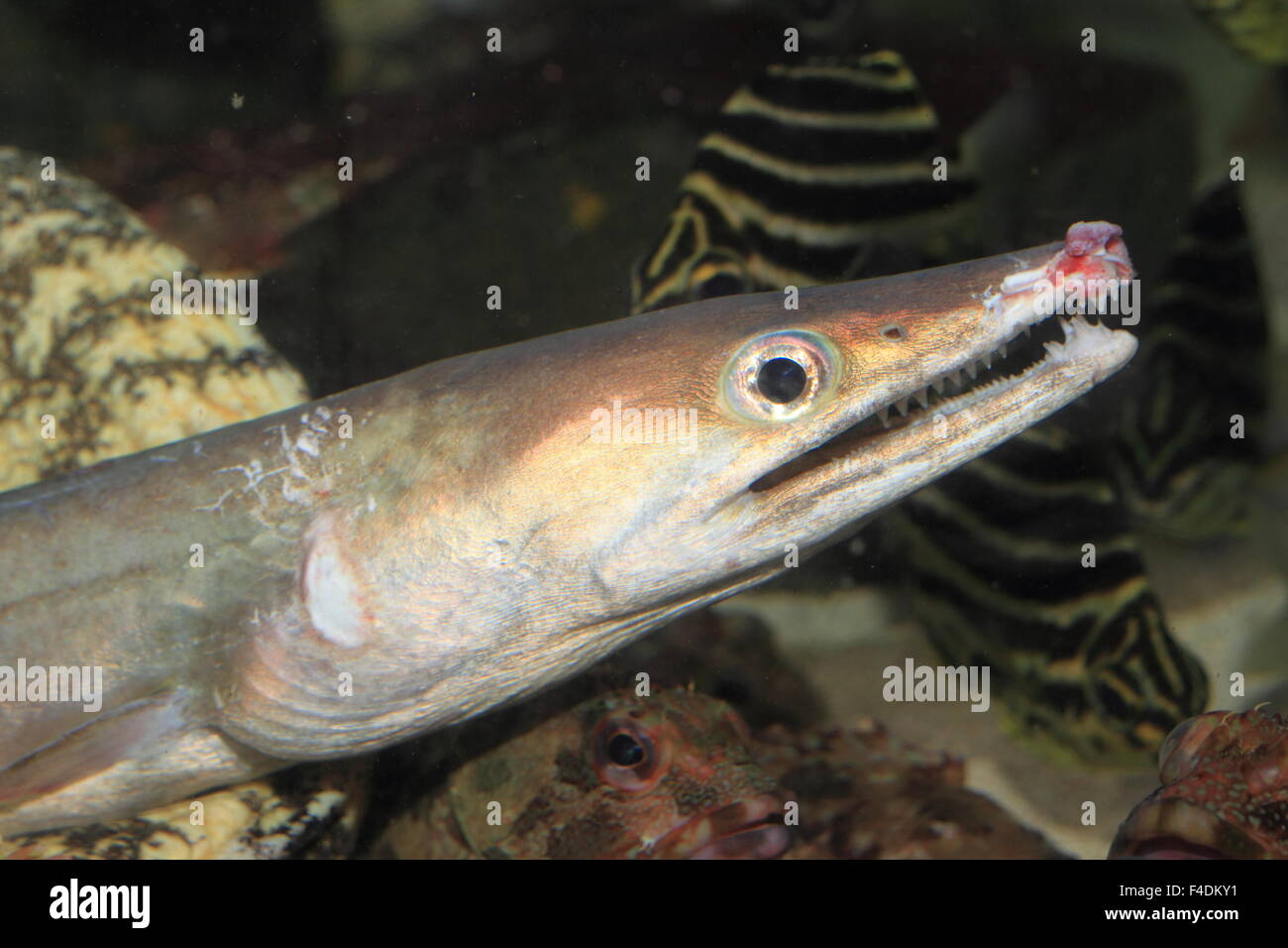 Conger conger fisch -Fotos und -Bildmaterial in hoher Auflösung – Alamy