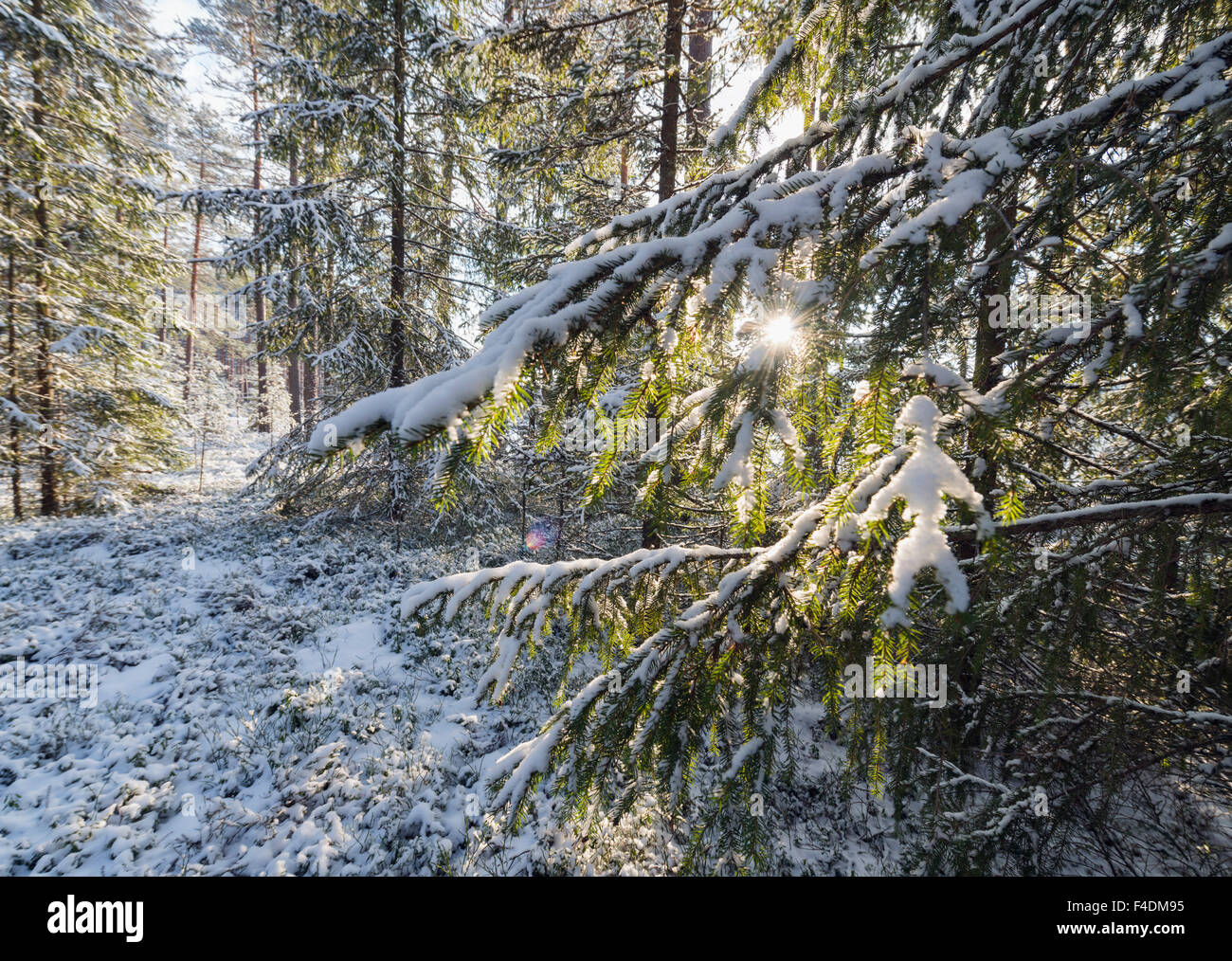 Fichte im gegenlicht -Fotos und -Bildmaterial in hoher Auflösung – Alamy