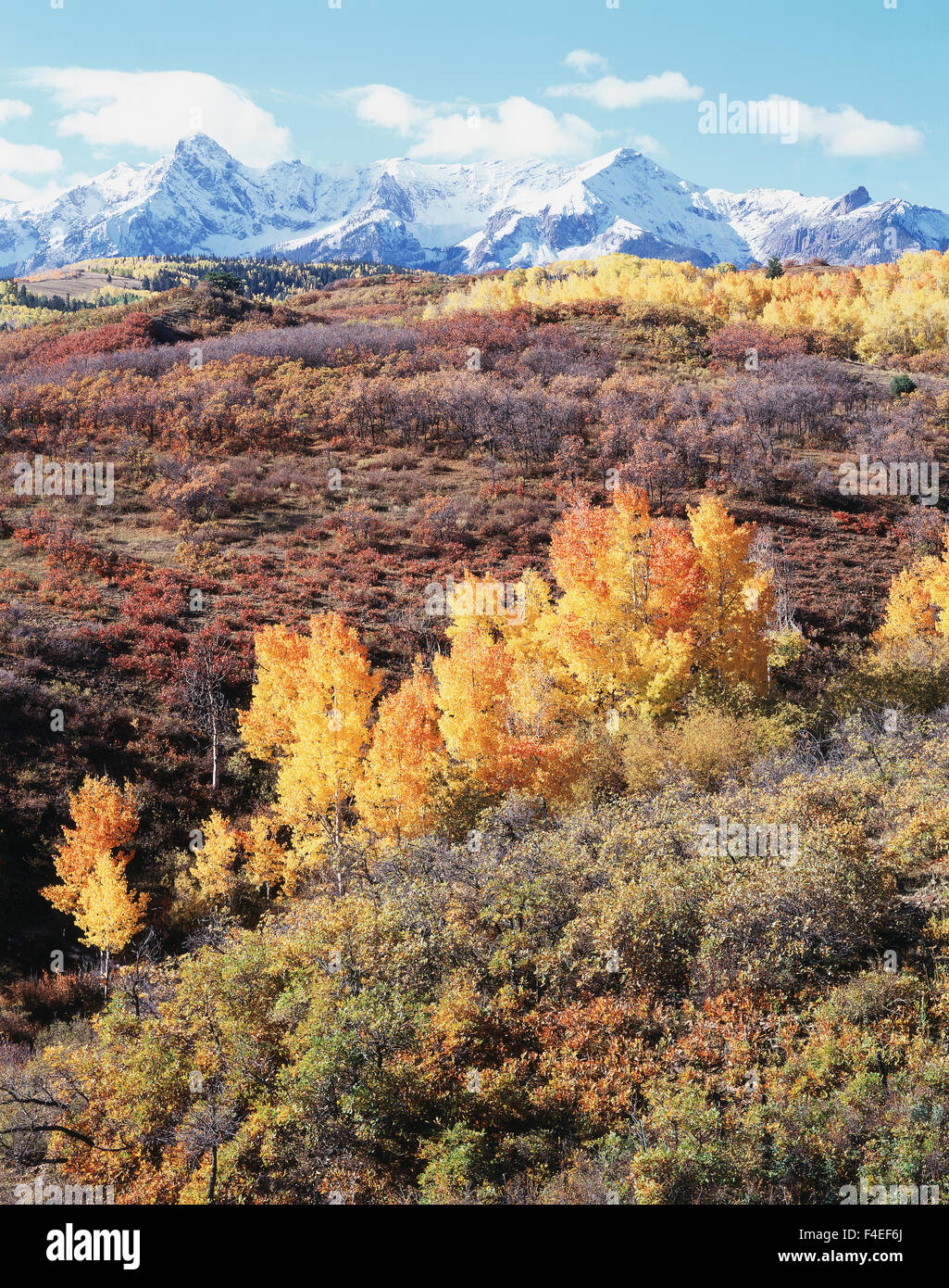Colorado, San-Juan-Gebirge, Herbstfarben von Aspen Bäume (Populus ...