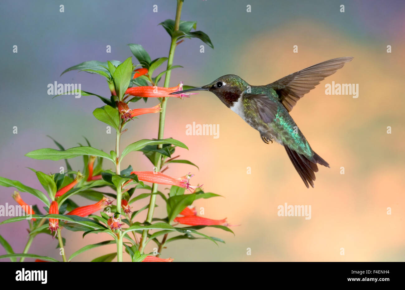 Ruby – Throated Kolibri (Archilochos Colubris) männlich auf Zigarre ...
