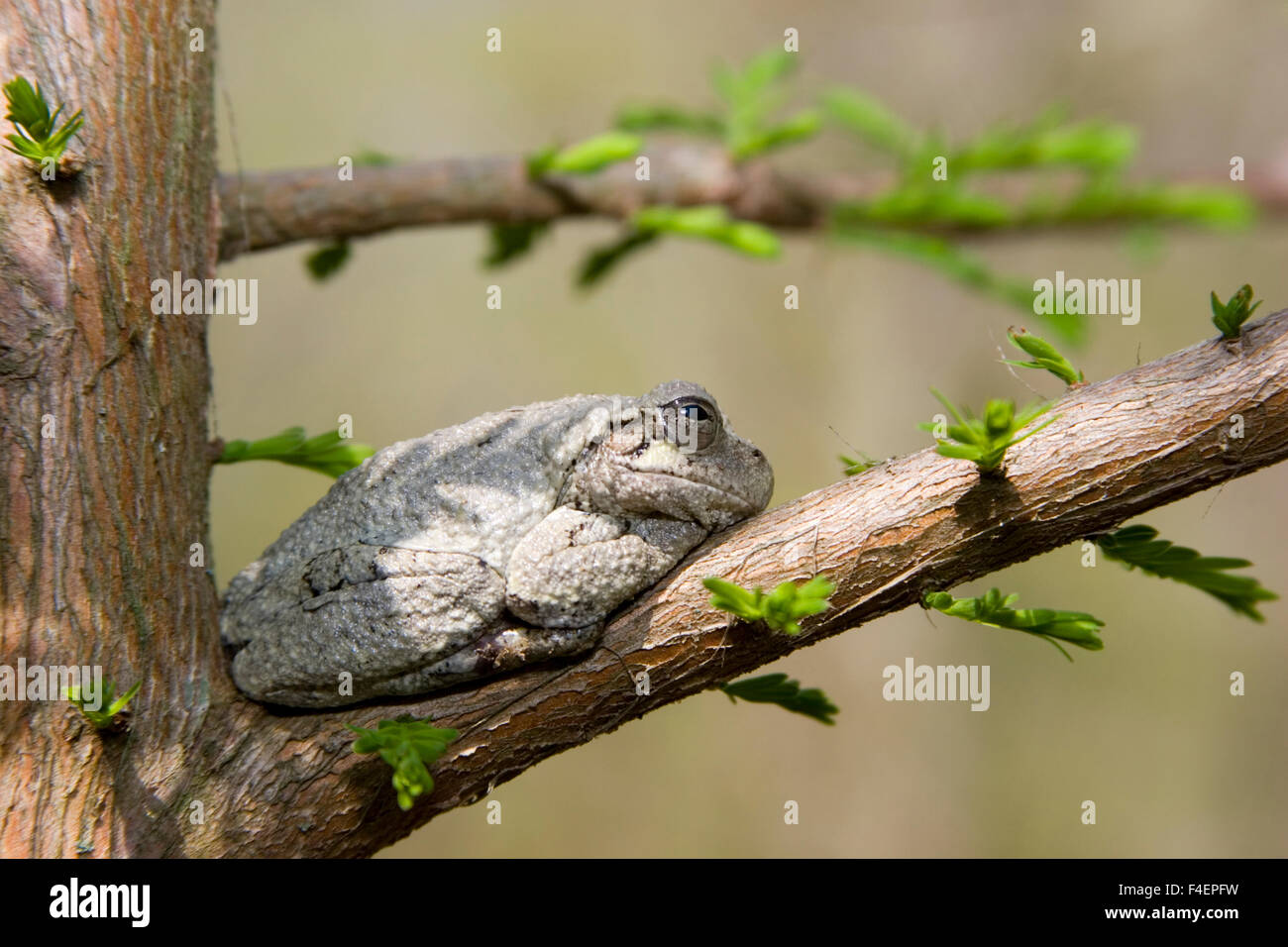 Graue Laubfrosch (Hyla versicolor) auf kahle Zypresse, kleine schwarze ...