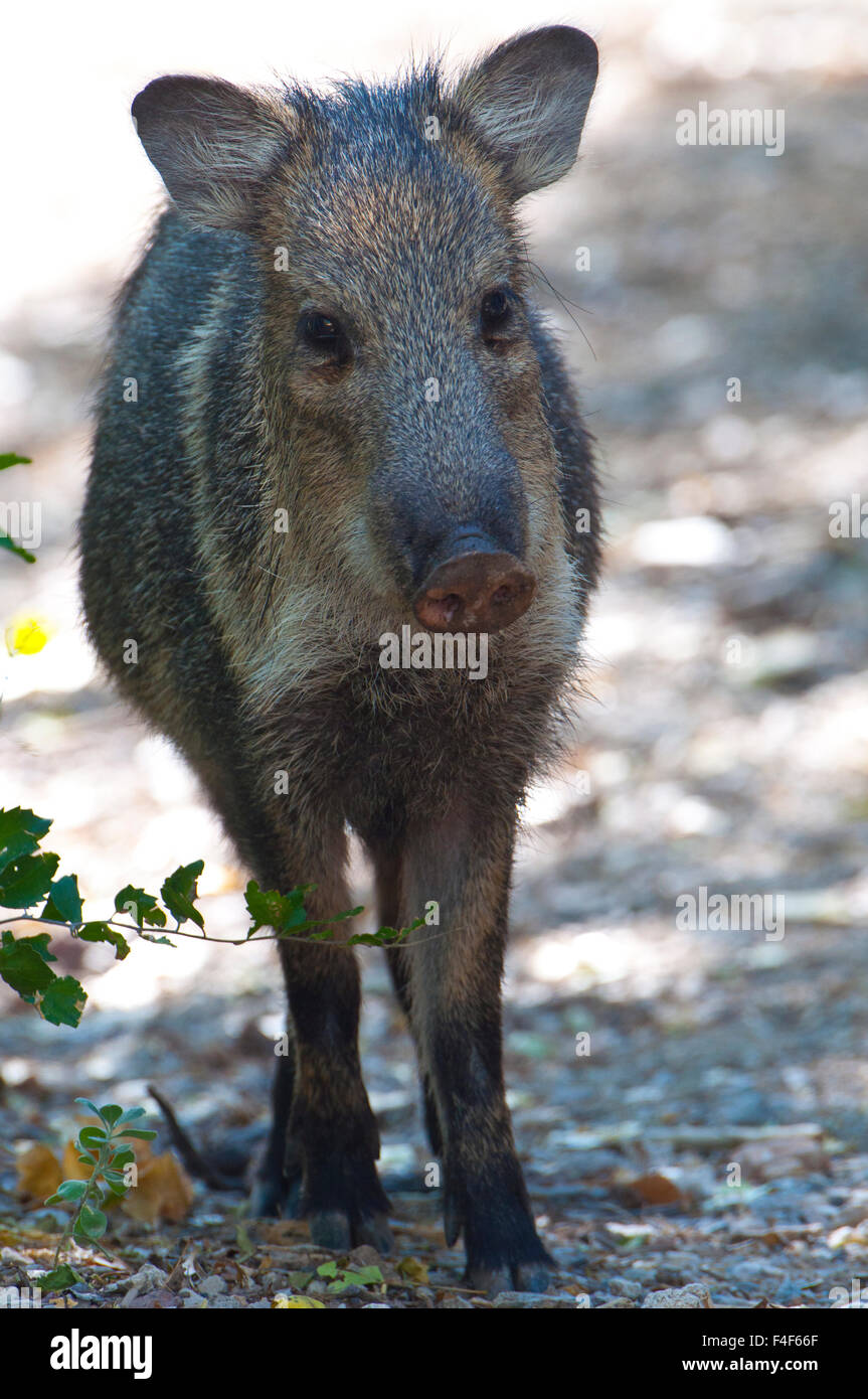 Javelina big bend -Fotos und -Bildmaterial in hoher Auflösung – Alamy