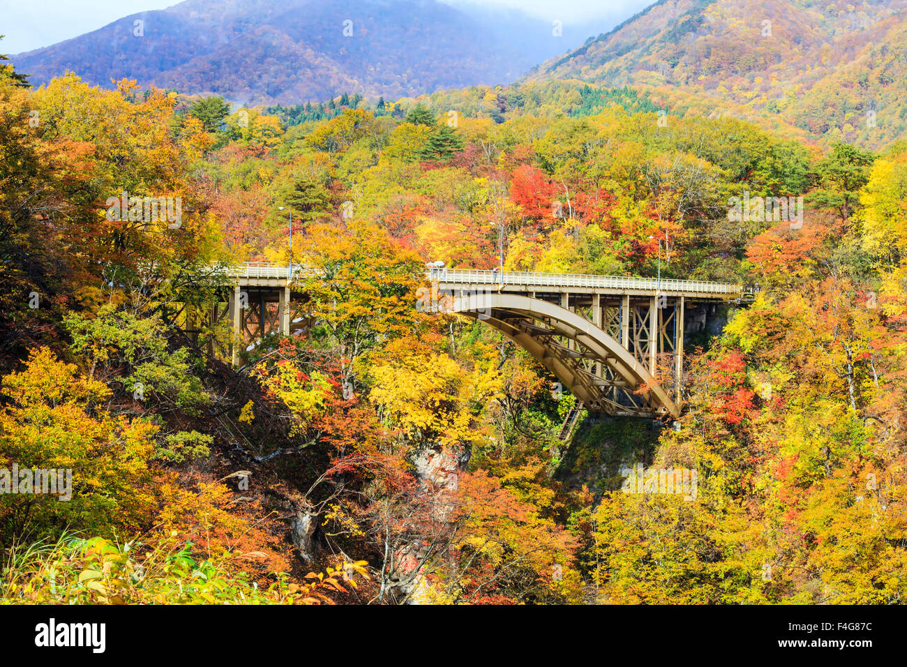 Ahornbaum im Herbst bei der Herbst-Saison Stockfotografie - Alamy