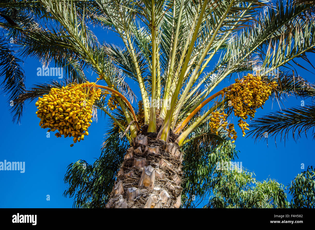 Phoenix Dactylifera (Datum oder Datum-Palme) ist eine blühende ...